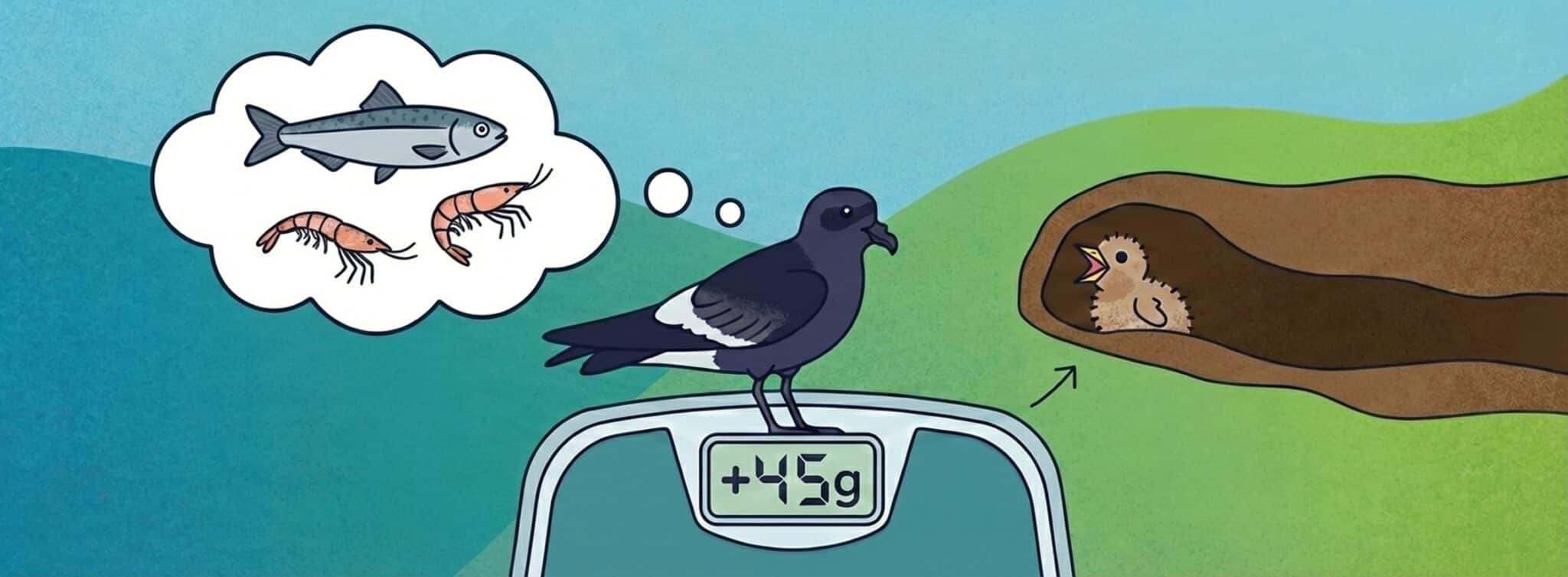Winging It: How a Tiny Scale Is Unlocking A Petrel's Feeding Secrets